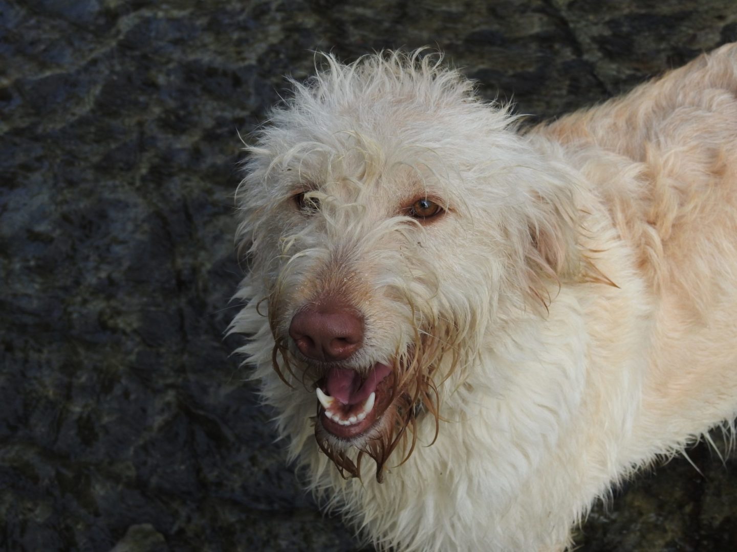 Sage - Dog Gone Doodles