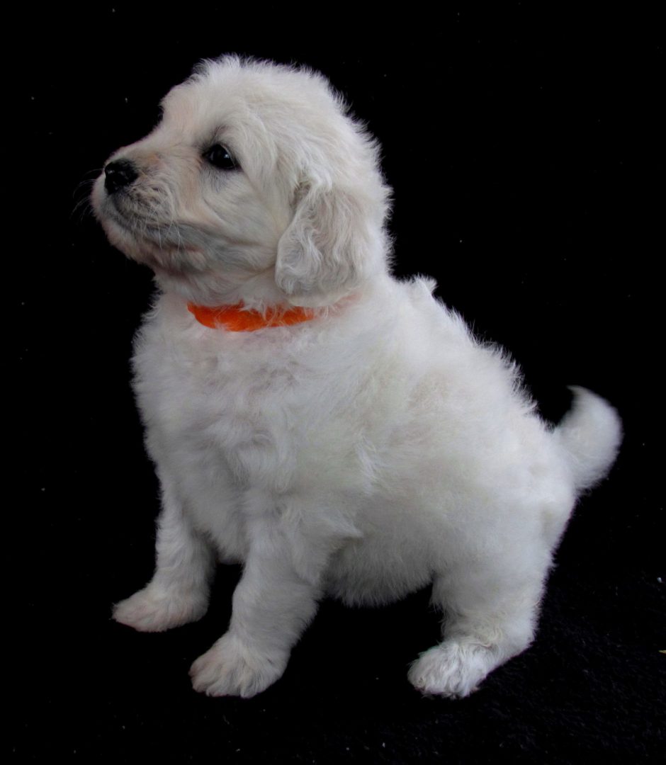 Gem - Dog Gone Doodles