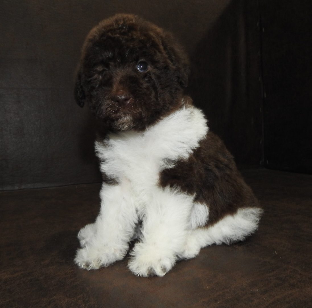 Maxine-20 - Dog Gone Doodles