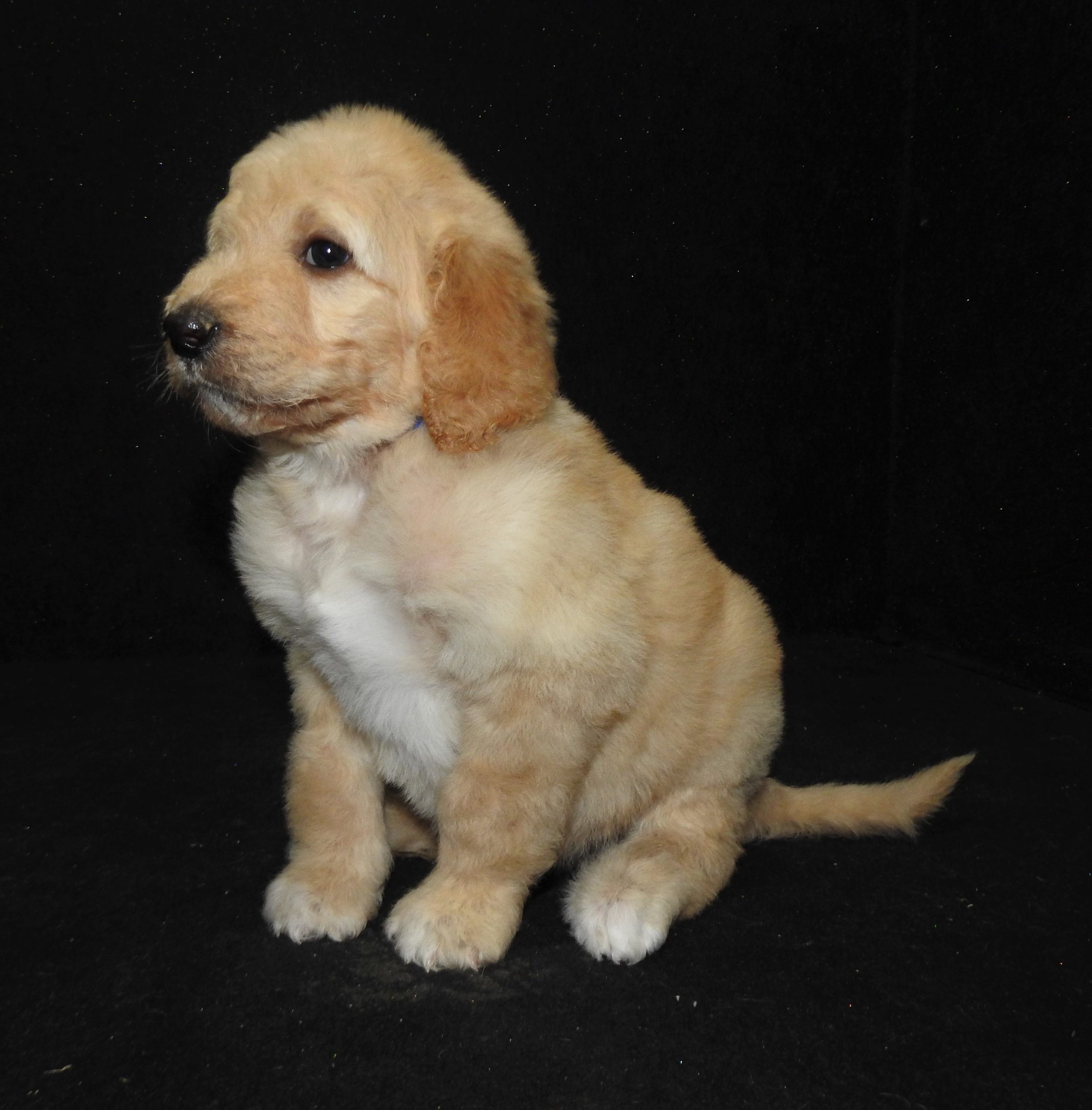 Cooper - Dog Gone Doodles