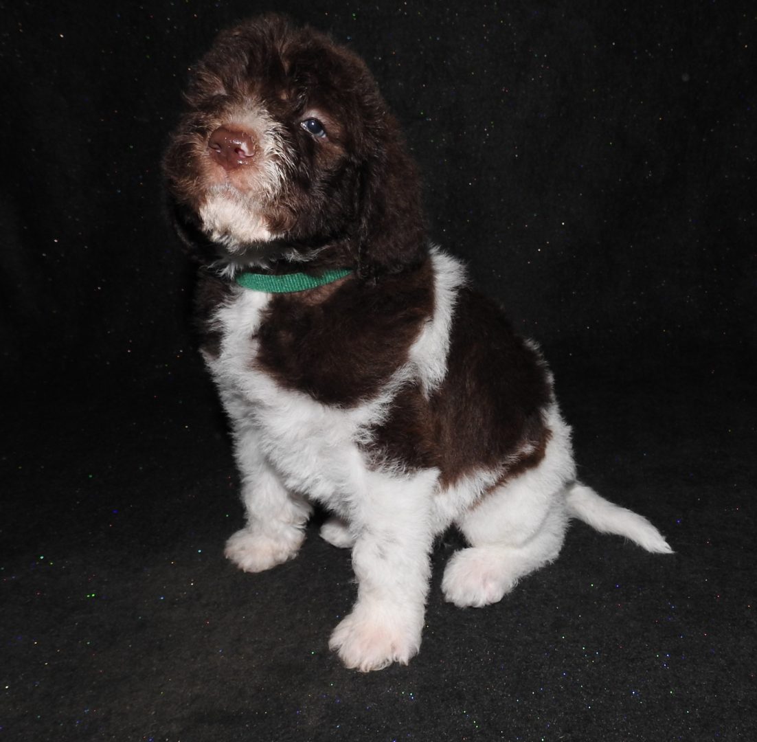 James Bond - Dog Gone Doodles