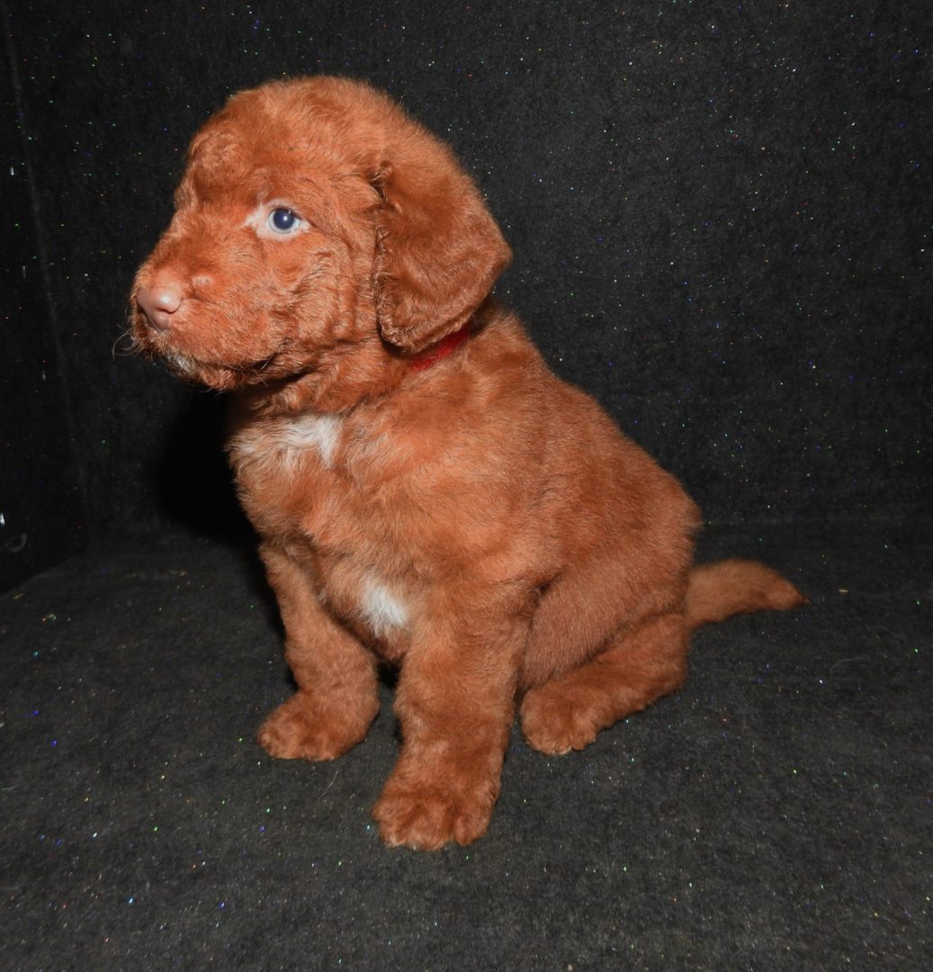 Snickers-1 - Dog Gone Doodles