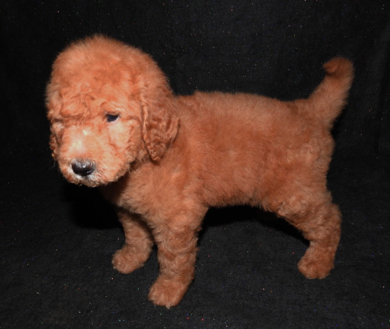 Recon-# - Dog Gone Doodles