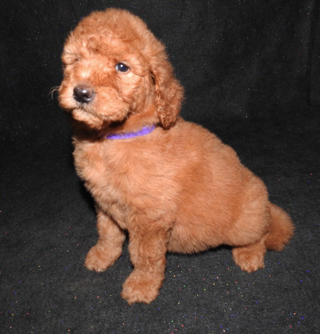 Ruby-# - Dog Gone Doodles