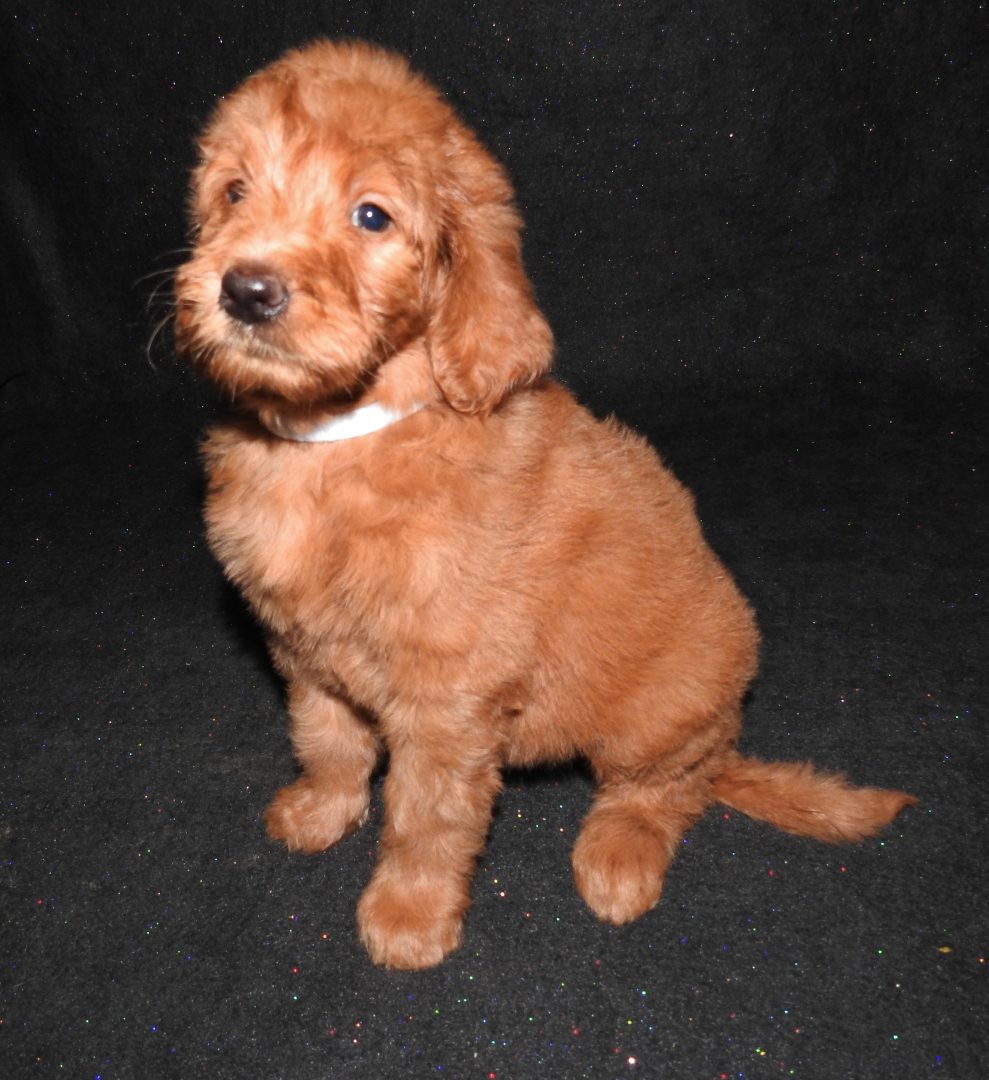 Reba-# - Dog Gone Doodles