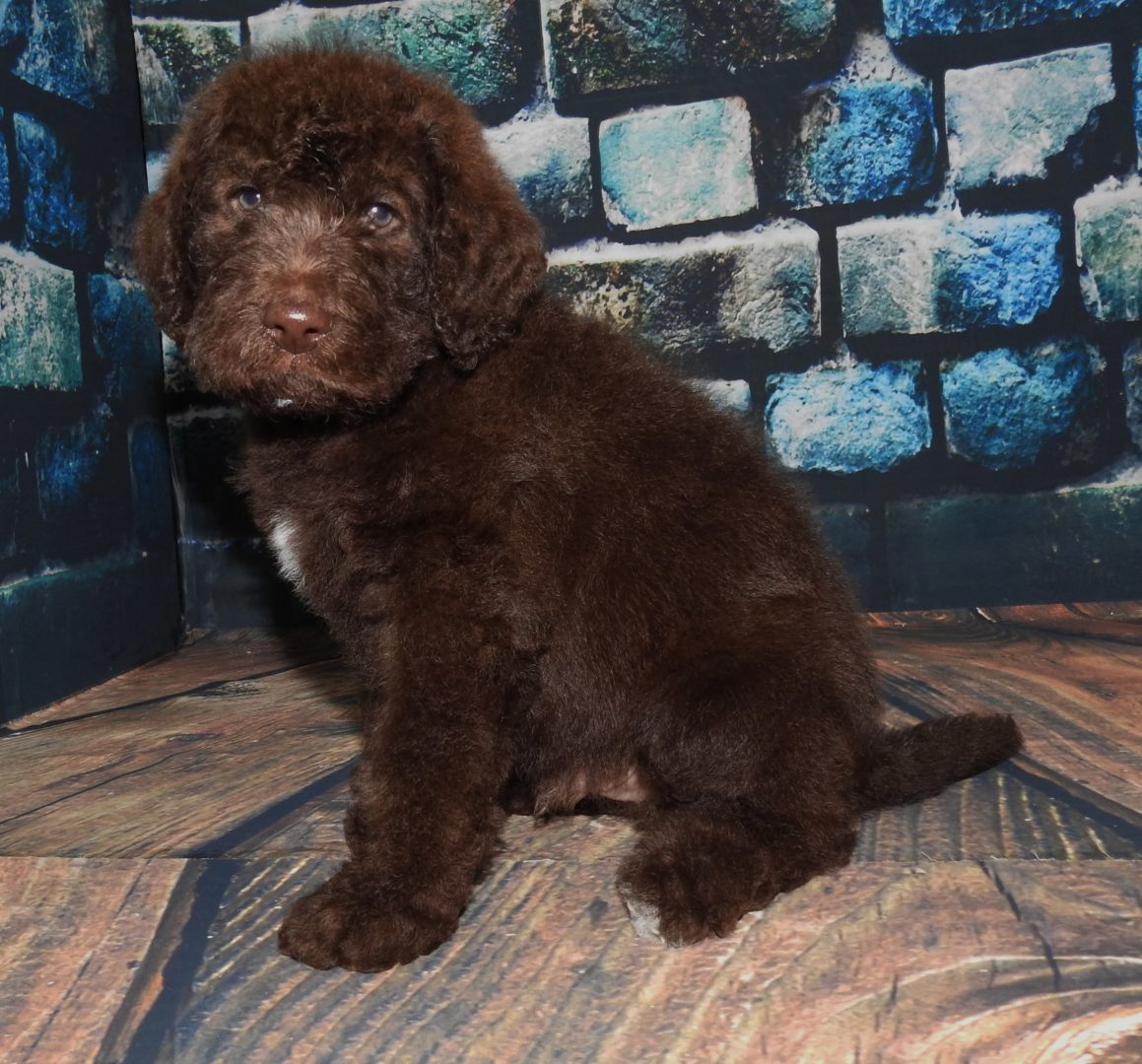 Bronco * - Dog Gone Doodles