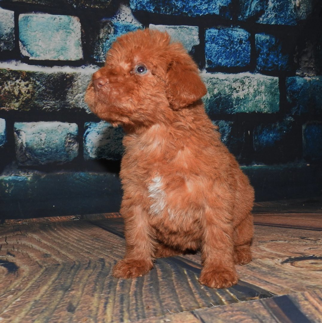 Bell-* - Dog Gone Doodles