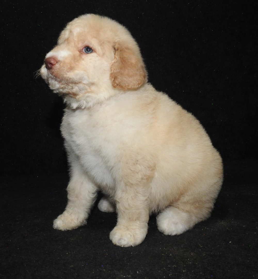 Sander - Dog Gone Doodles