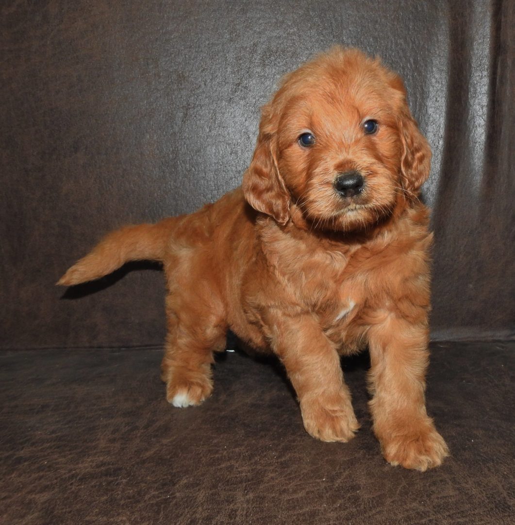 Riptide-2018 - Dog Gone Doodles