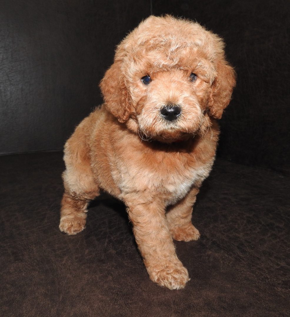 Chico - Dog Gone Doodles