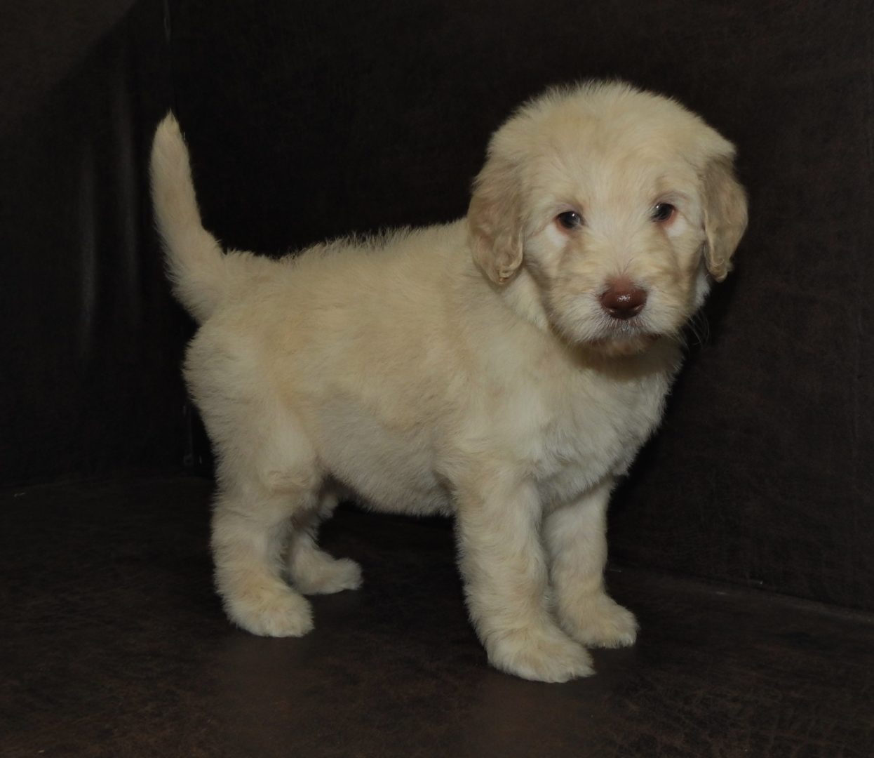 Pansy-2018 - Dog Gone Doodles