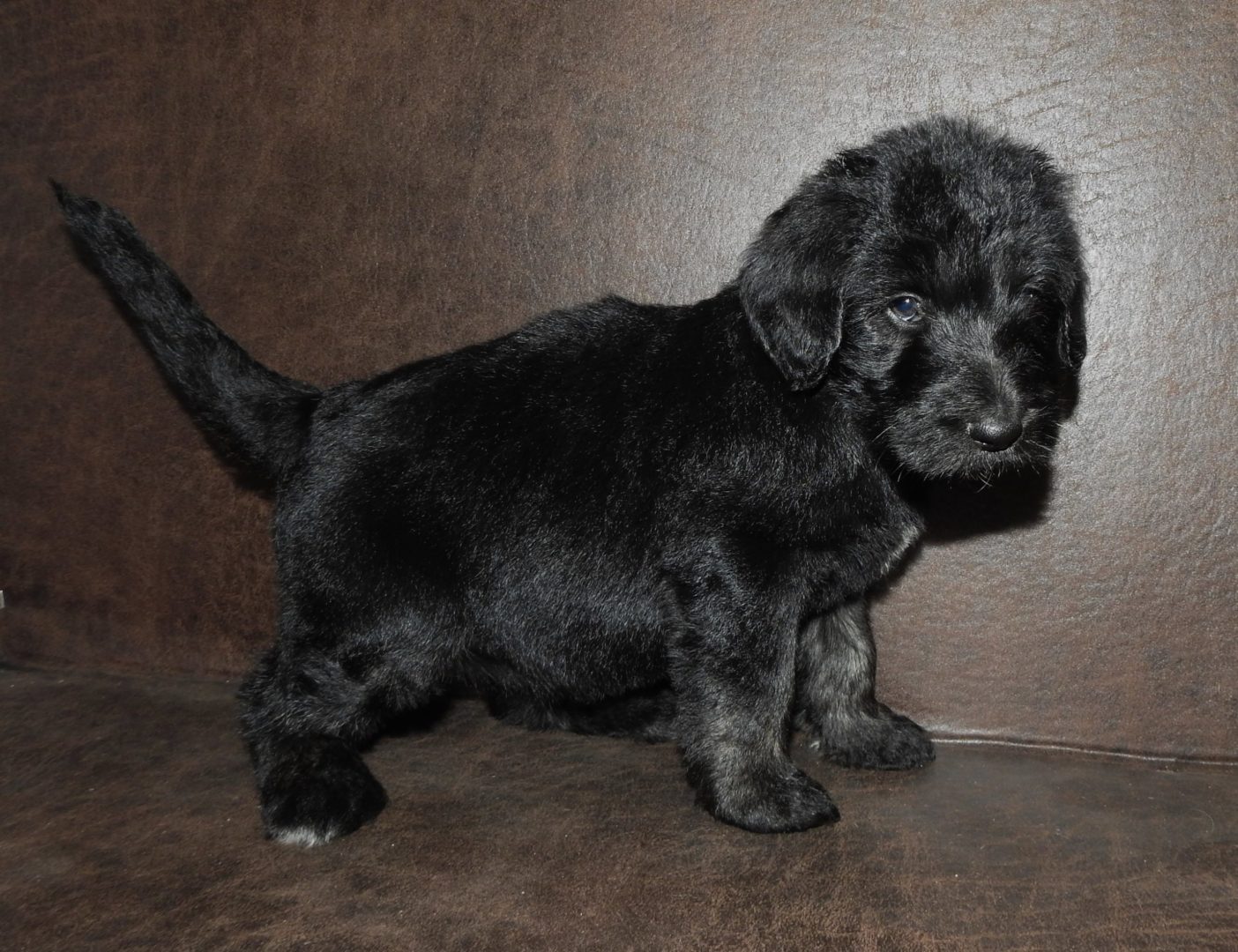 Patti-2018 - Dog Gone Doodles