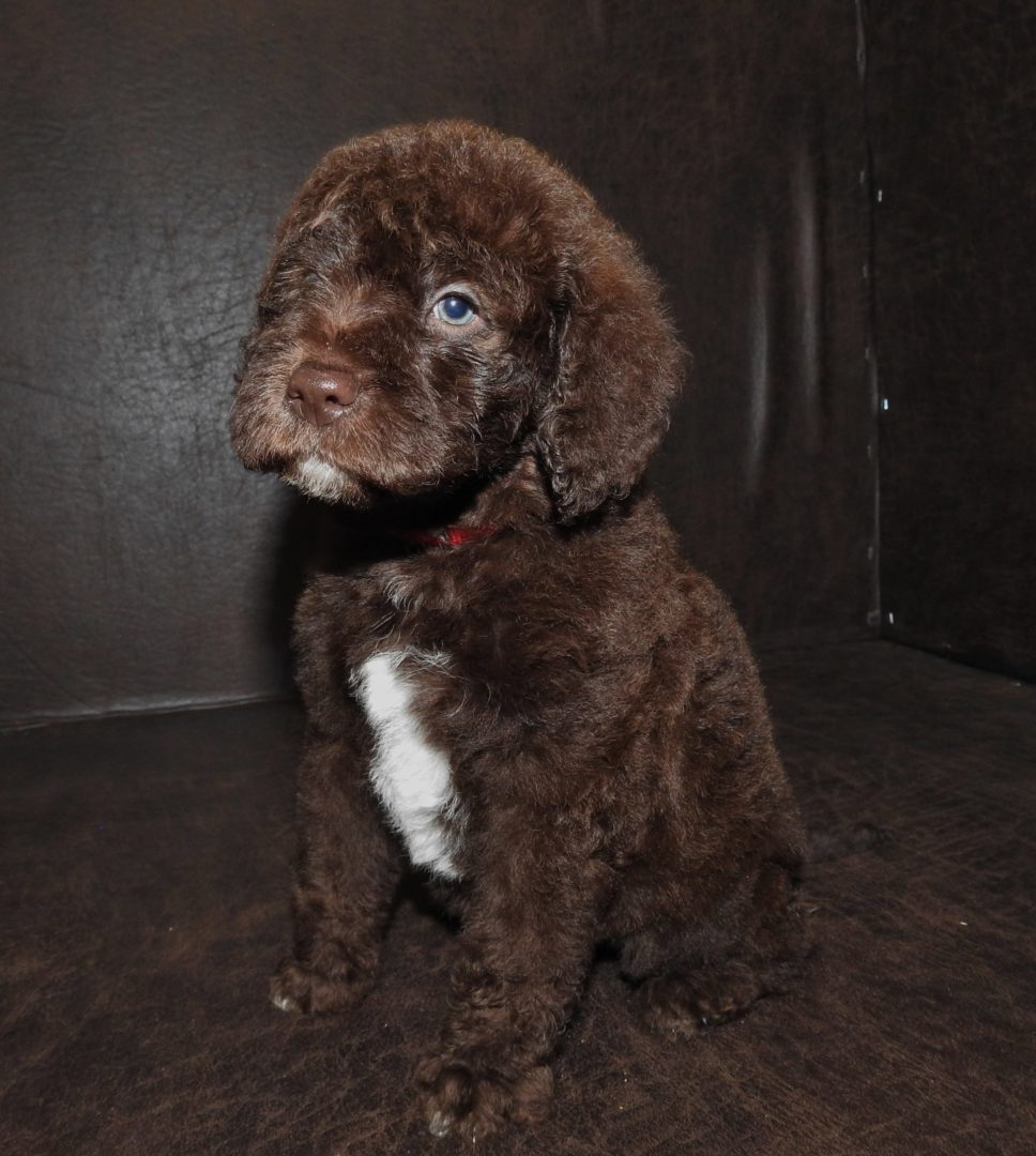 Rocket-9 - Dog Gone Doodles