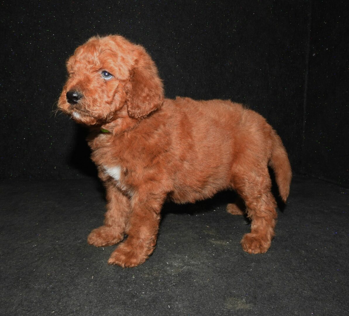 Seba-2018 - Dog Gone Doodles