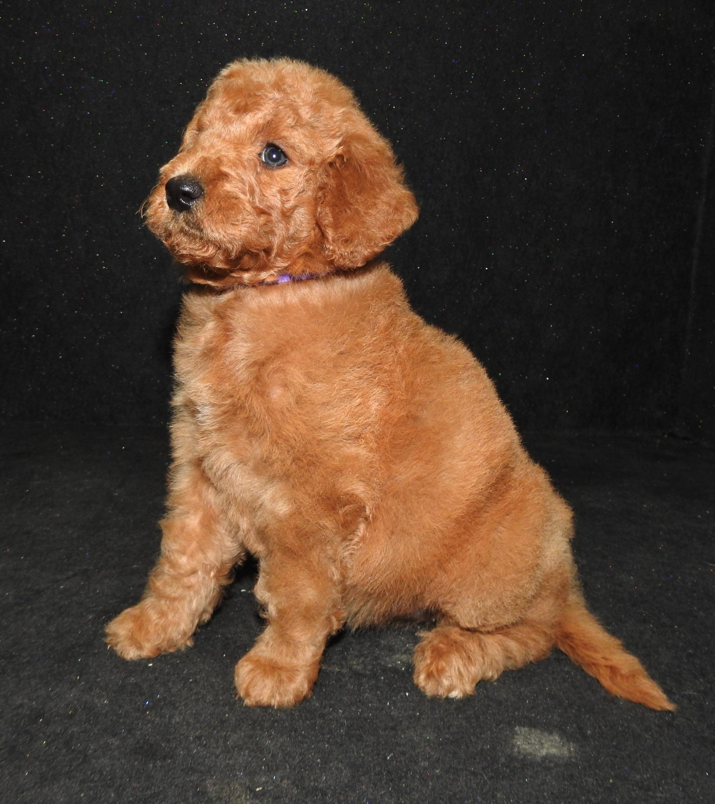 Raisin-2018 - Dog Gone Doodles