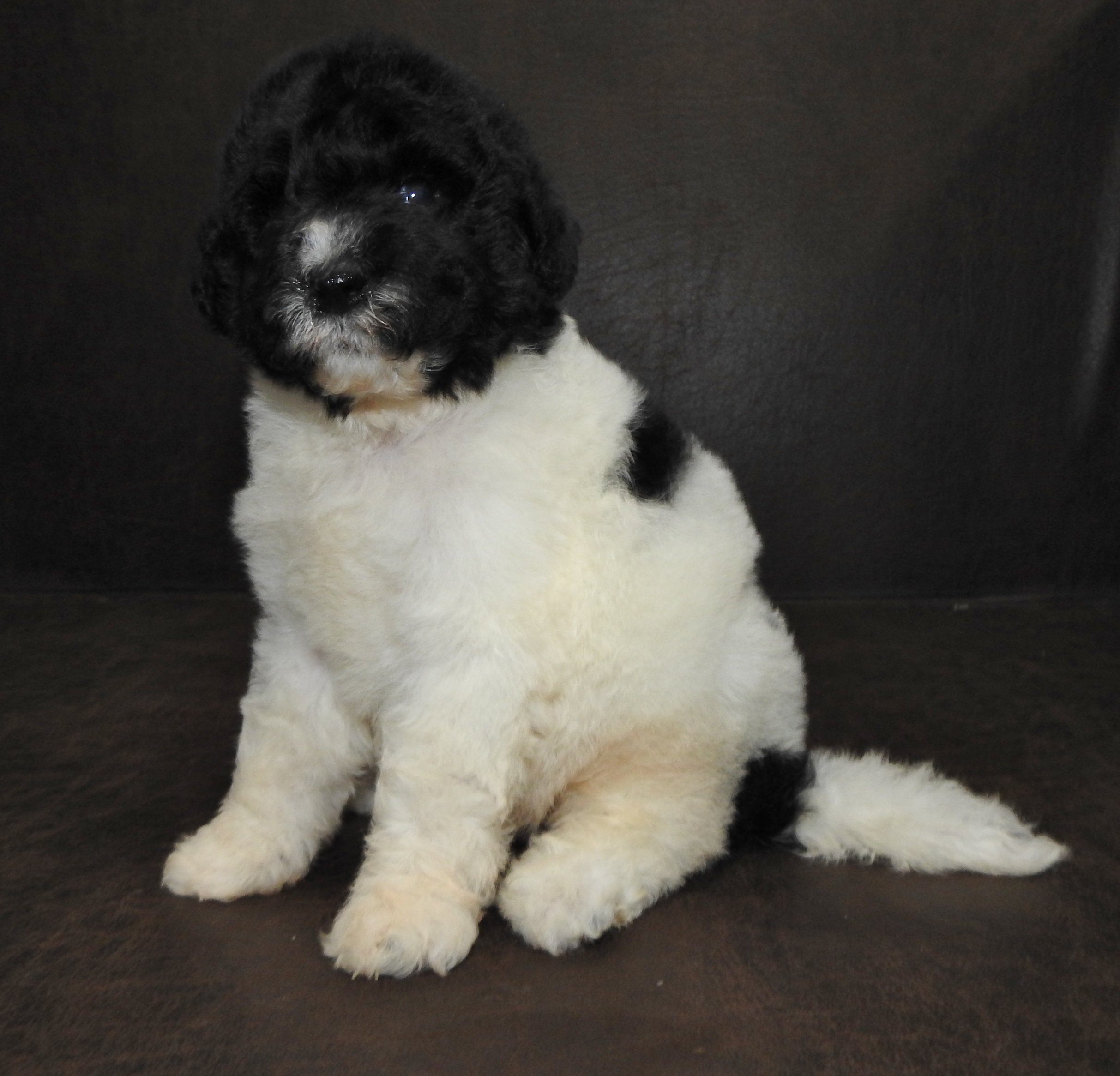 Phantom-2018 - Dog Gone Doodles