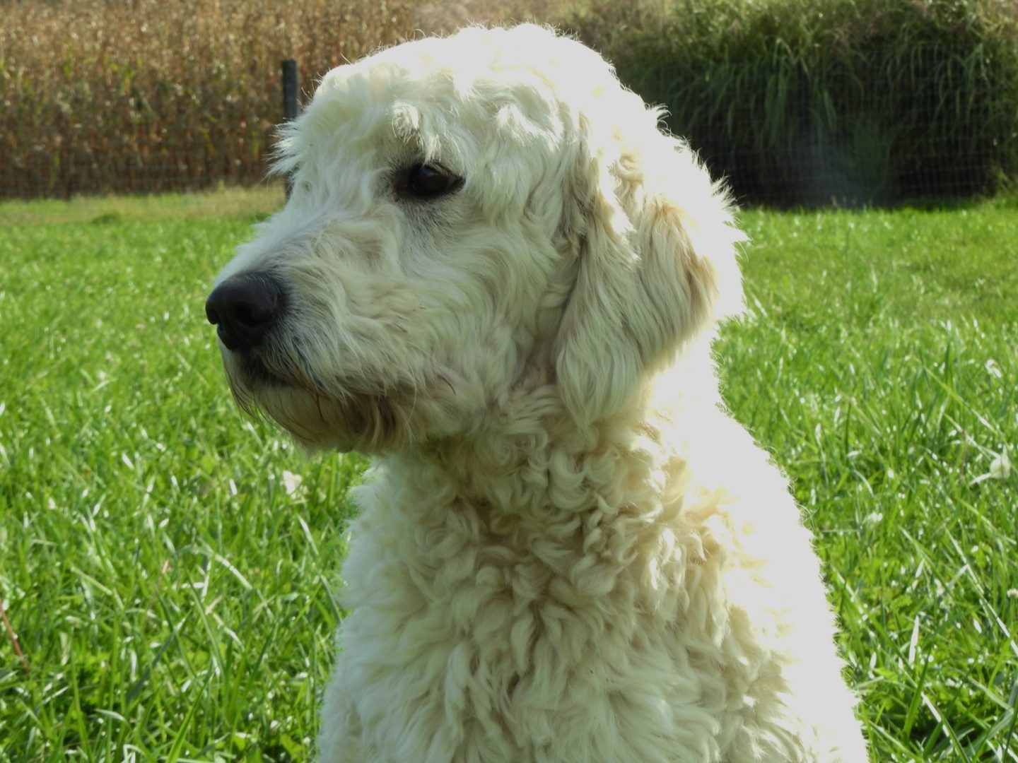 Raven - Dog Gone Doodles