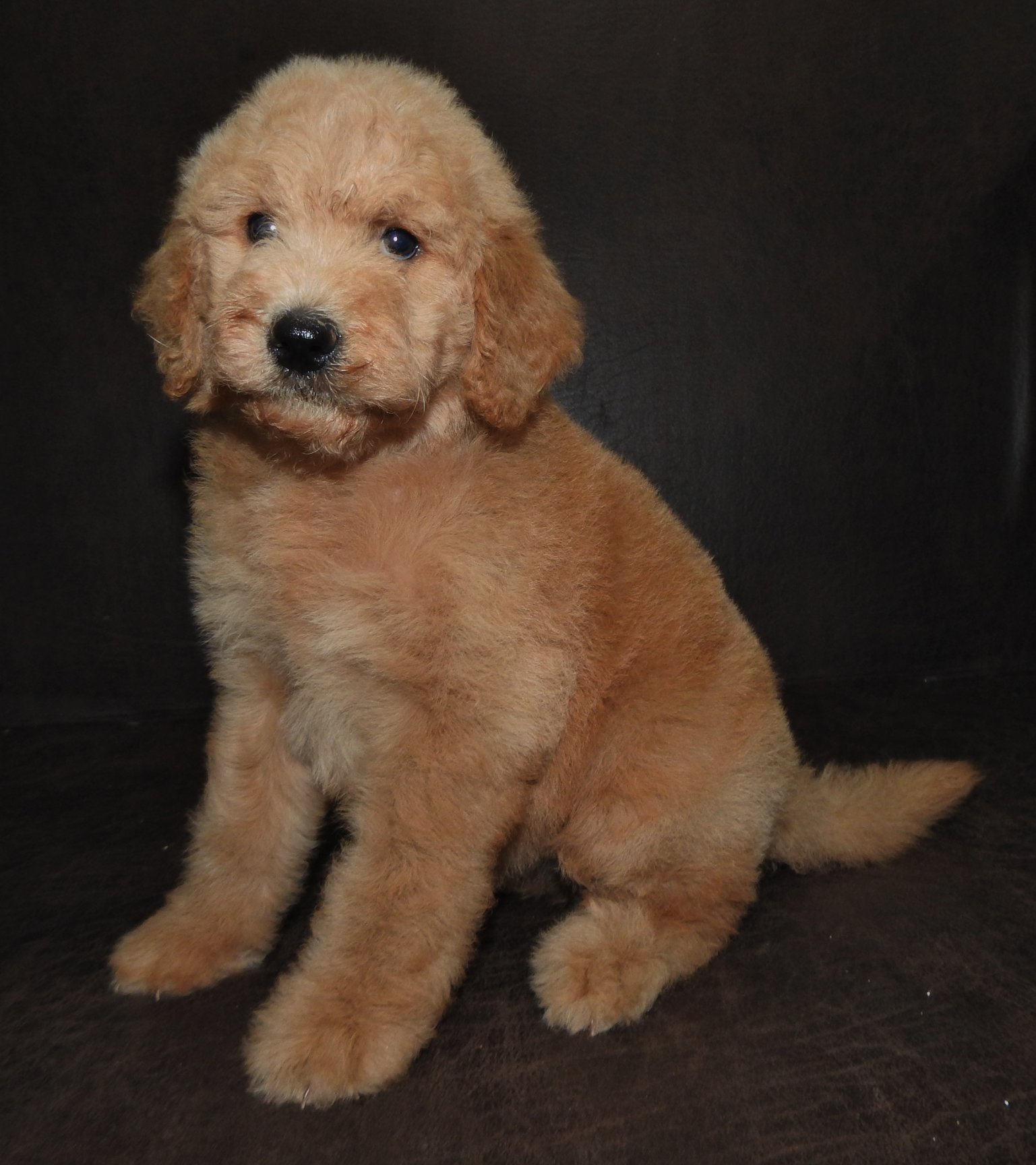 Ruby-2019# - Dog Gone Doodles