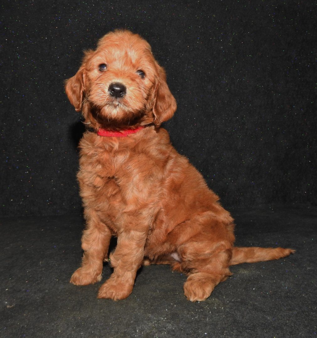 Ruby - Dog Gone Doodles