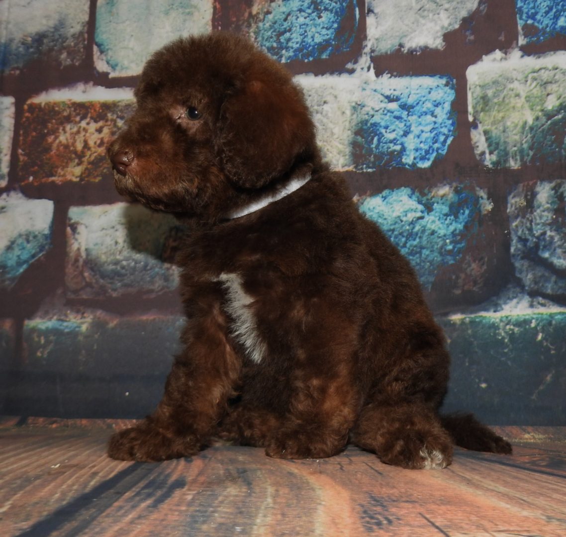 Mali - Dog Gone Doodles