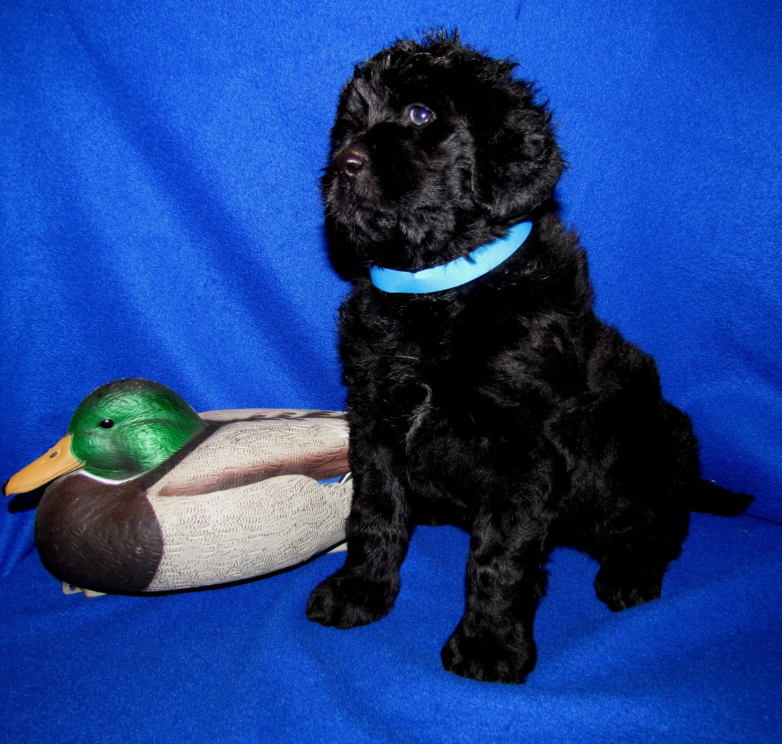 Sapphire - Dog Gone Doodles