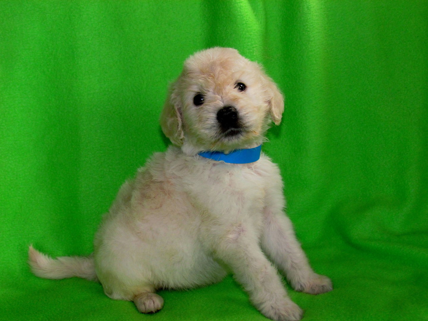 Duncan - Dog Gone Doodles