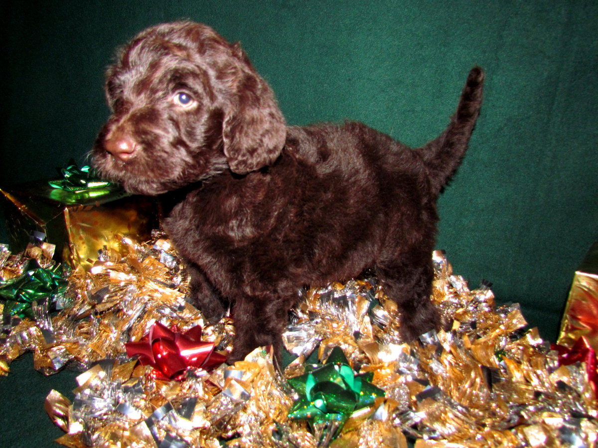 Xmas- KAHLUA - Dog Gone Doodles