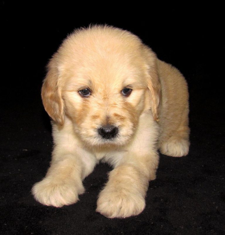 Daiquiri - Dog Gone Doodles