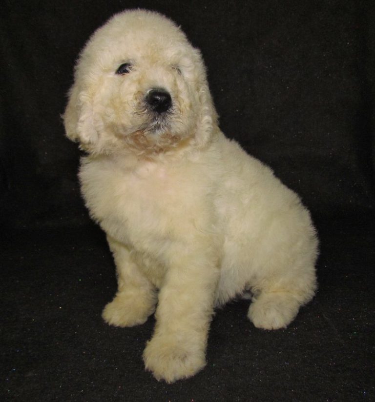 Raggedy-Ann - Dog Gone Doodles