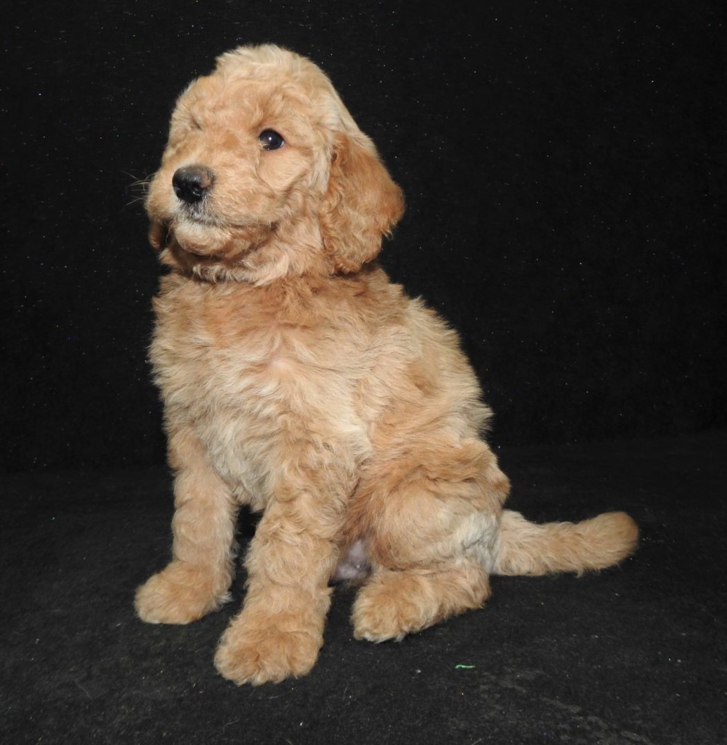 Ralph-2020 - Dog Gone Doodles