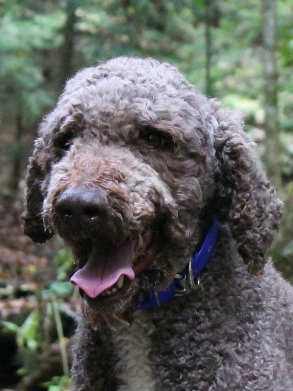 Remington - Dog Gone Doodles