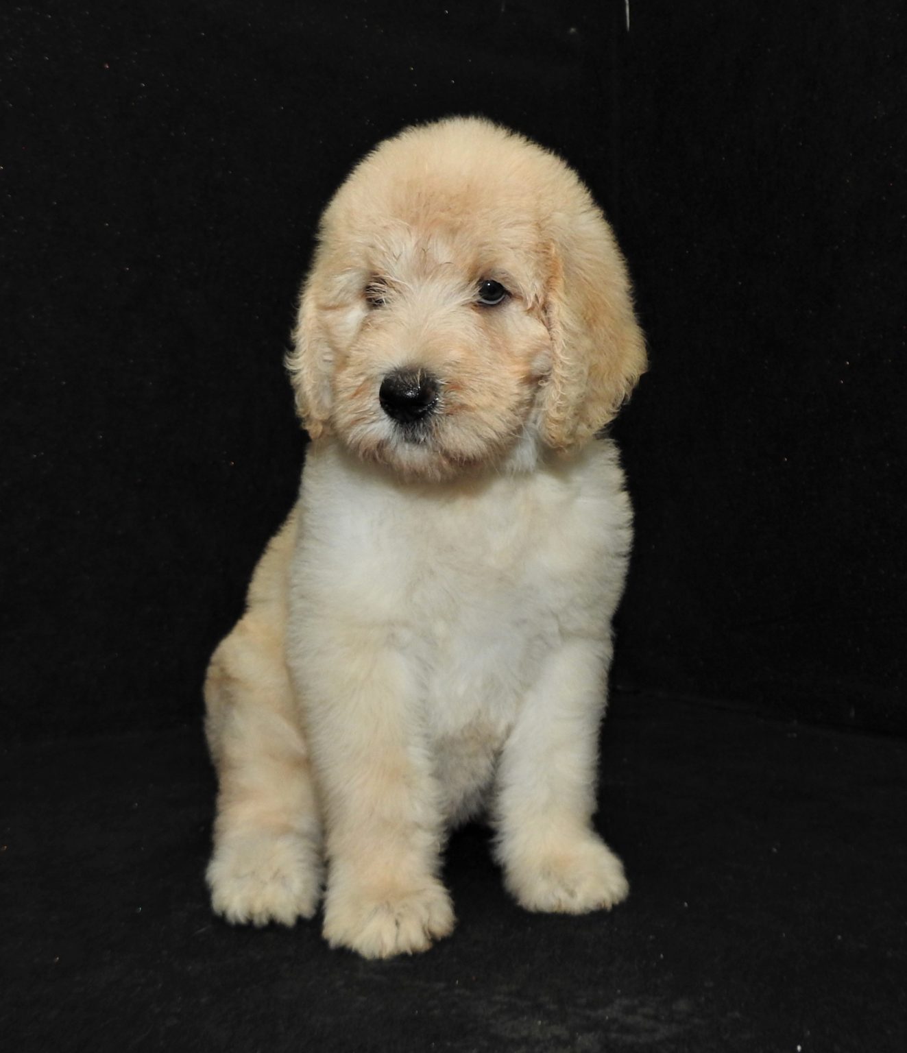 Hiliary-2020 - Dog Gone Doodles