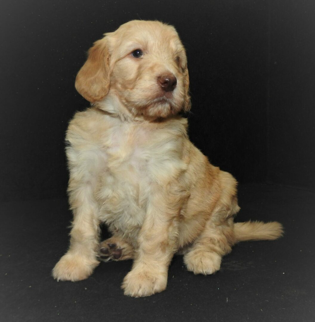 Coby-2020 - Dog Gone Doodles