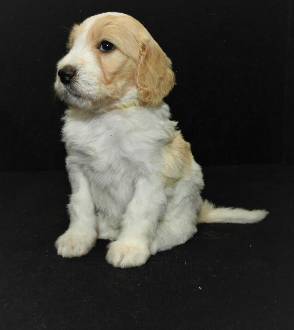 Chelsea-2020 - Dog Gone Doodles