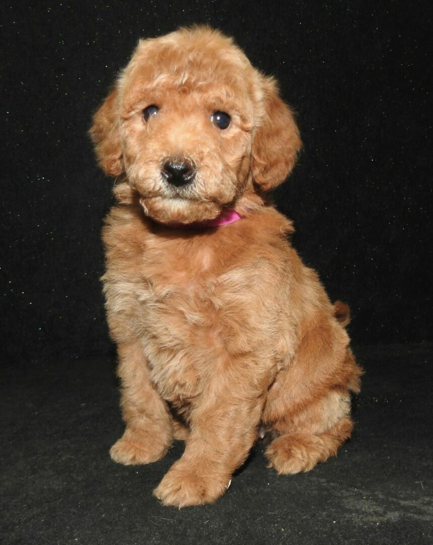 Ruby-2021 - Dog Gone Doodles