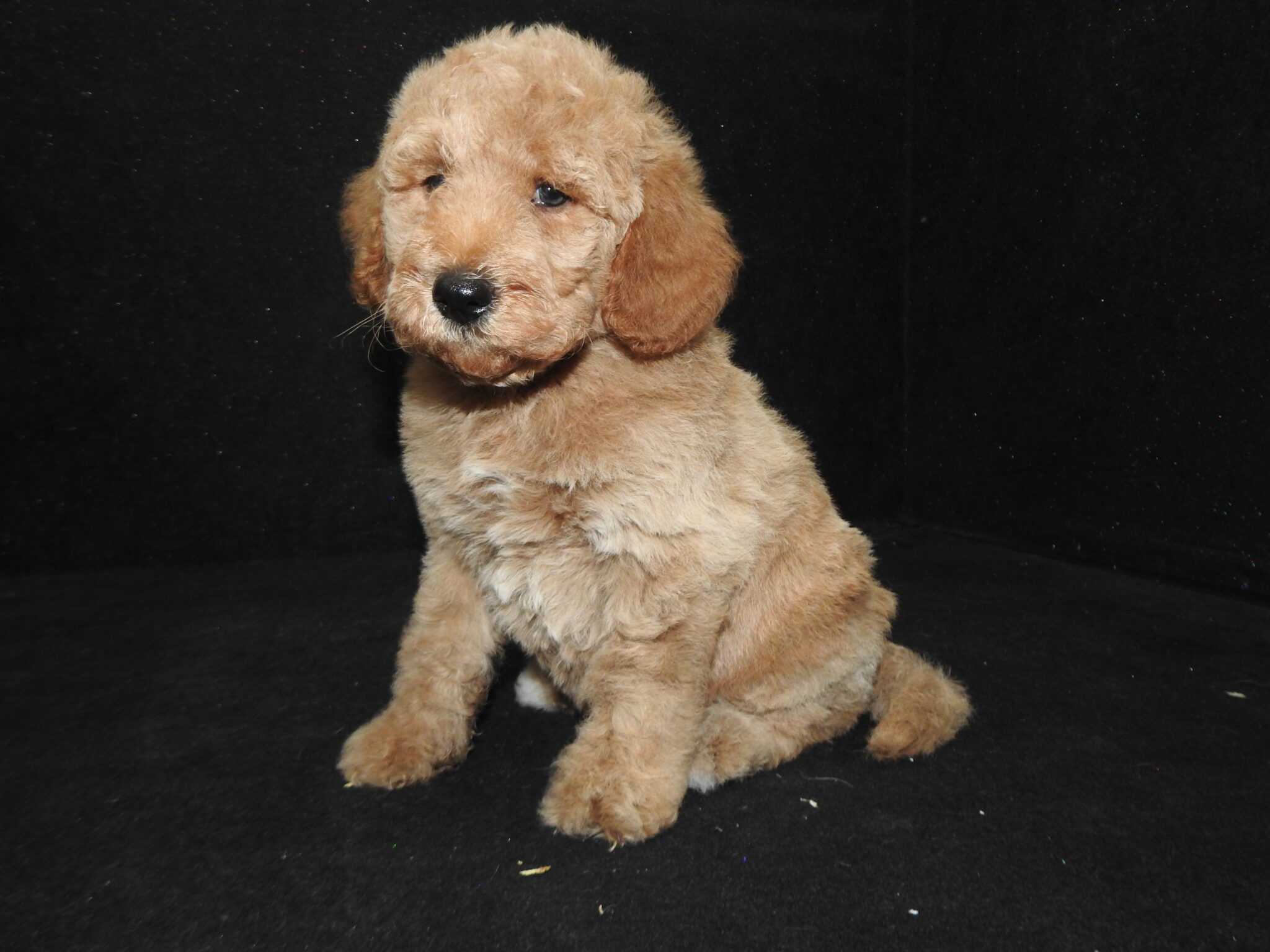 Calvin -2021 - Dog Gone Doodles