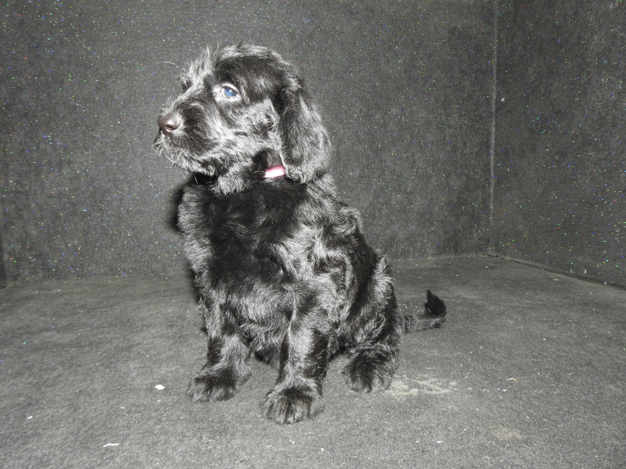 CeCe-2021 - Dog Gone Doodles