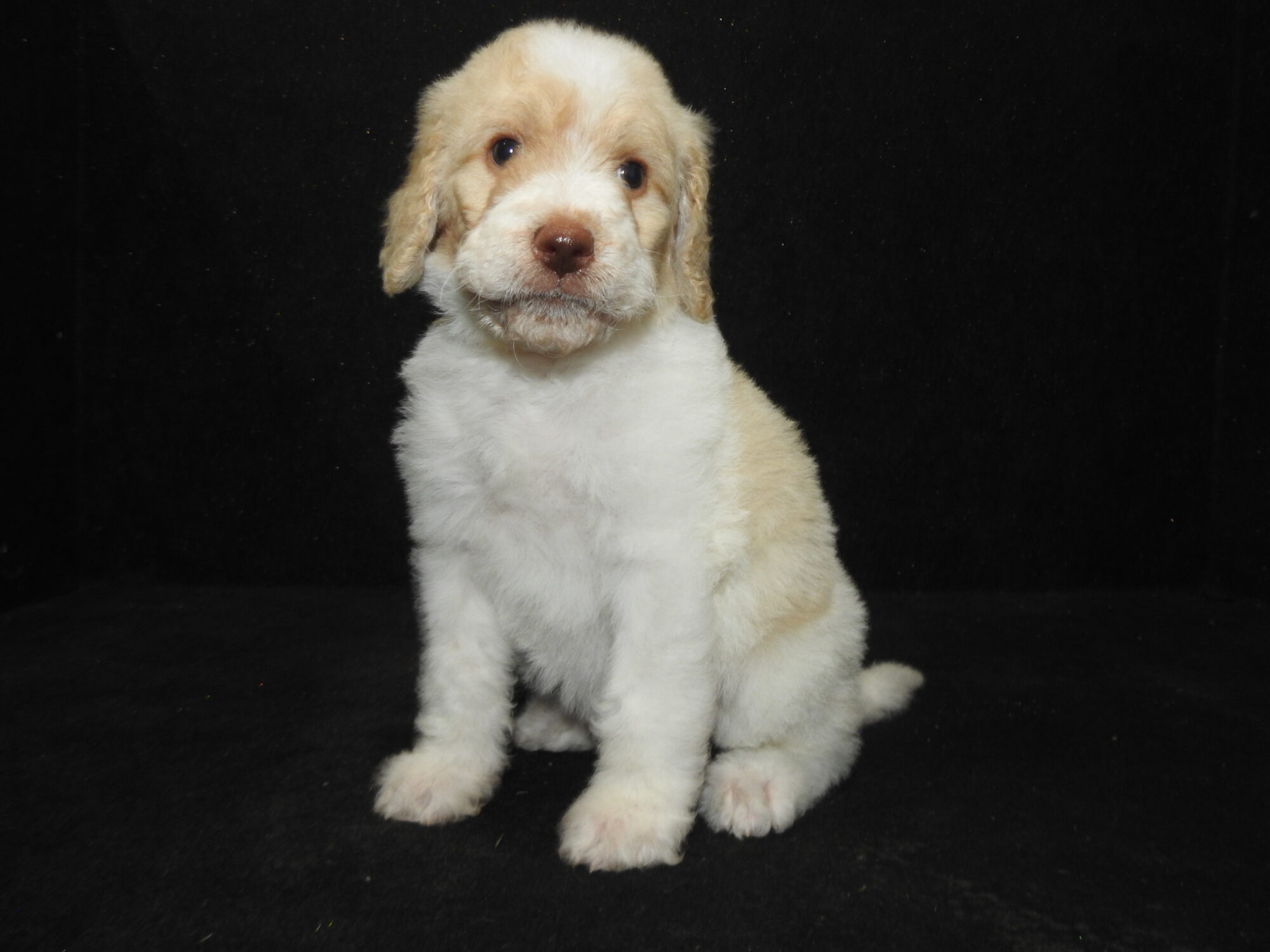 Chevelle-2021 - Dog Gone Doodles