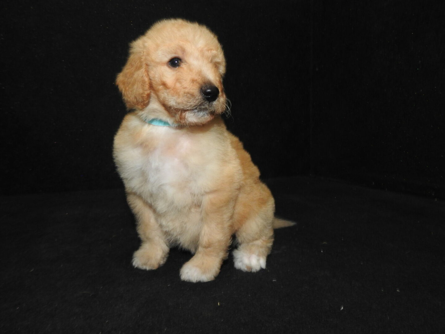 Cher-2021 - Dog Gone Doodles