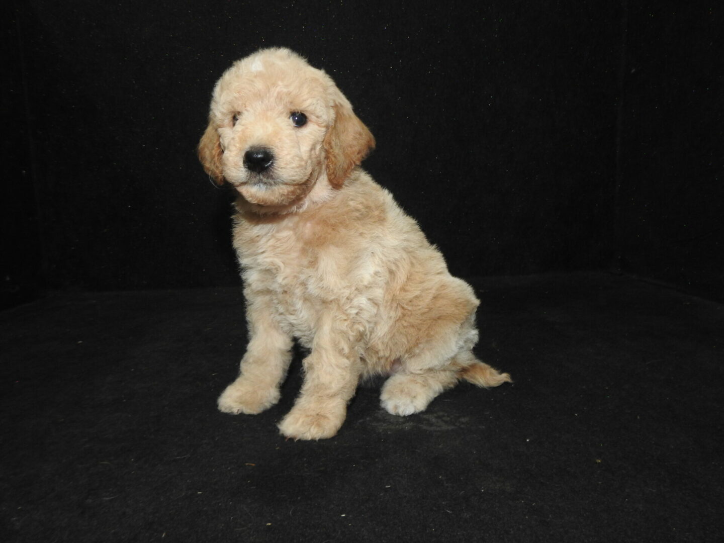 Reba-2021 - Dog Gone Doodles