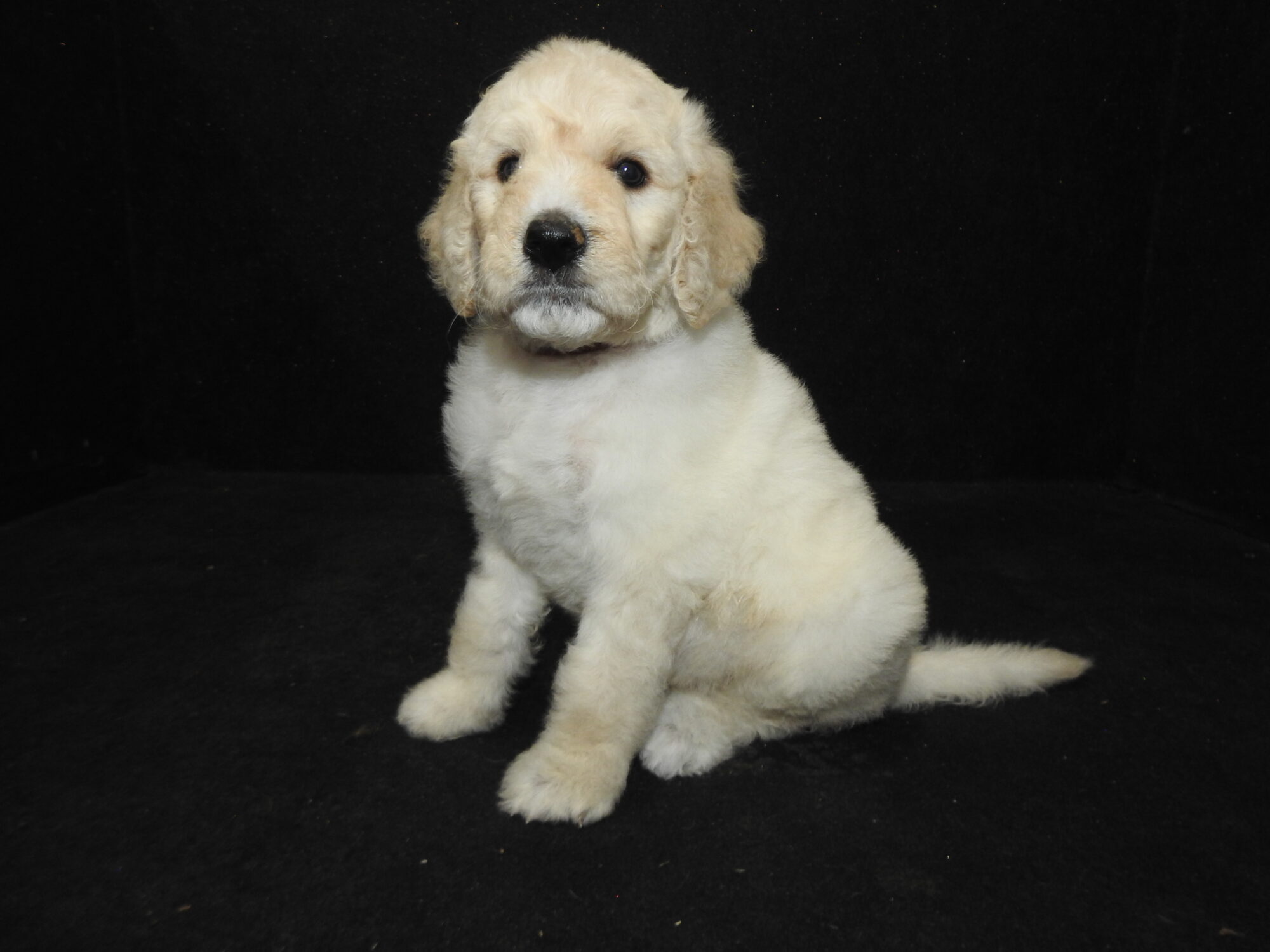 Kain-2021 - Dog Gone Doodles