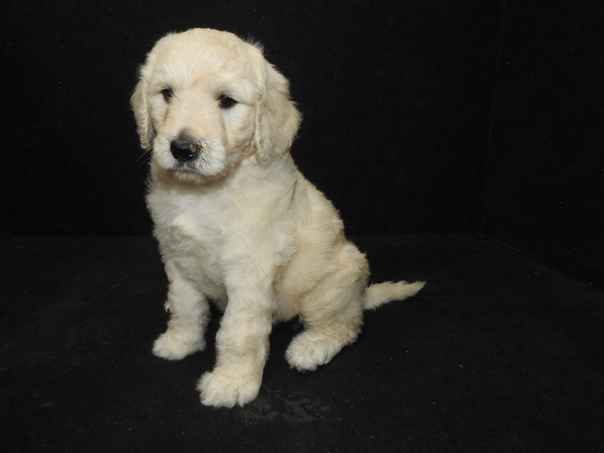 Keegan-2021 - Dog Gone Doodles