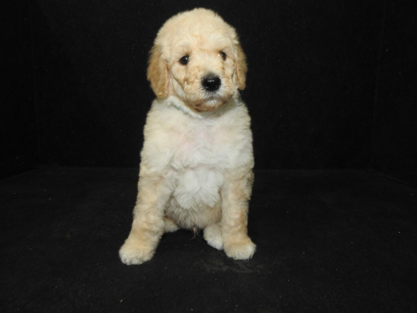 Ghost-2021 - Dog Gone Doodles