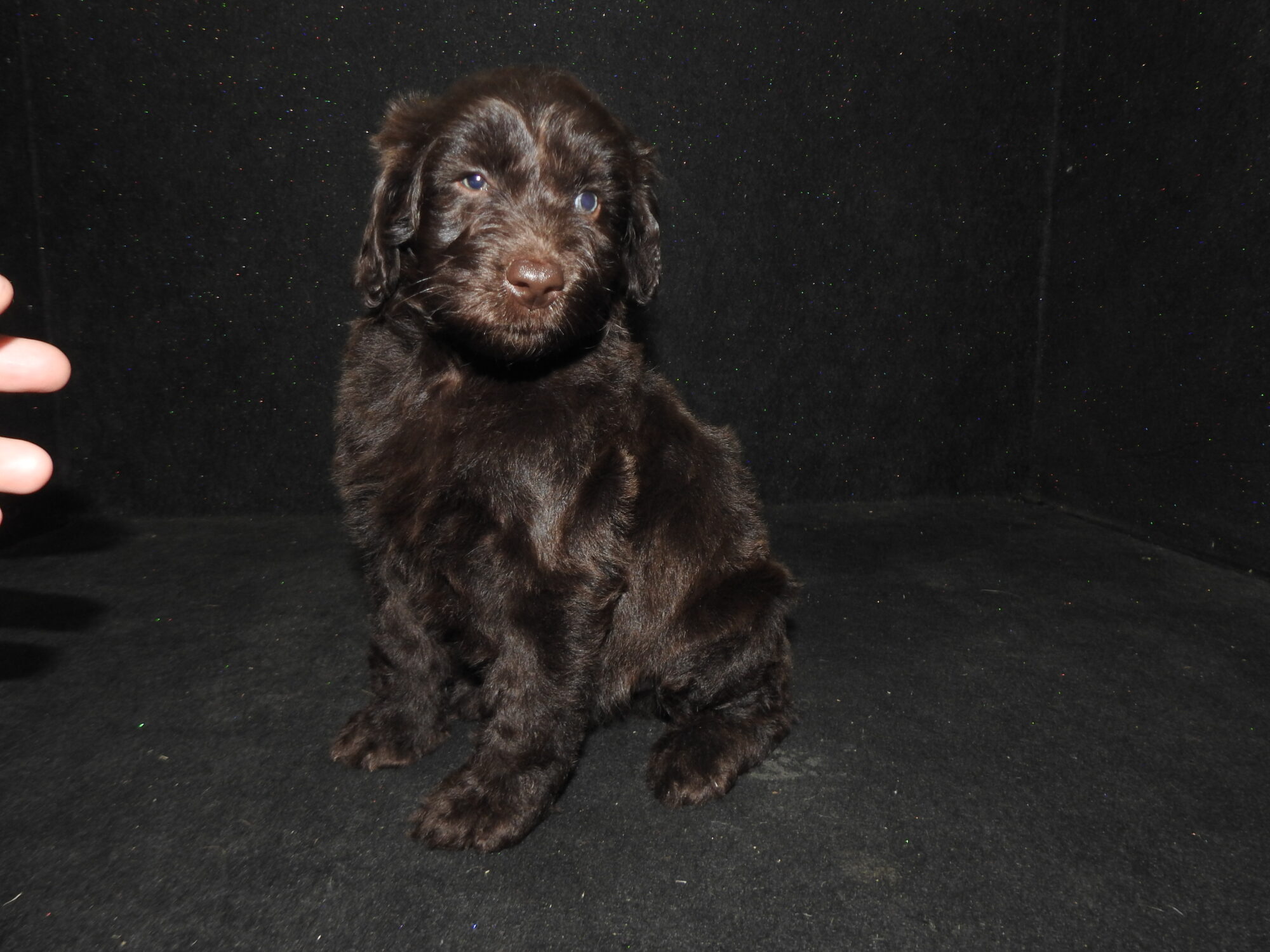 Jaxson-2021 - Dog Gone Doodles