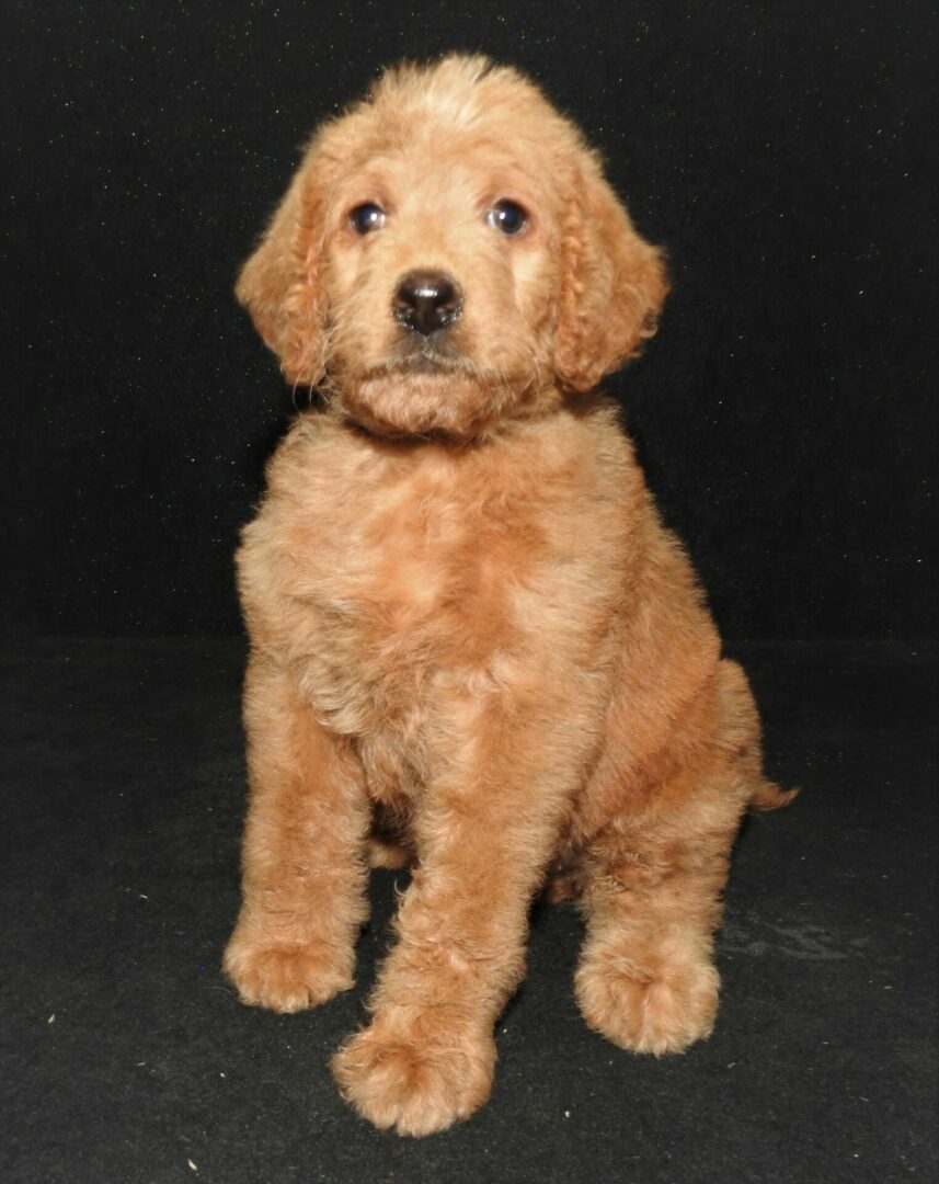 Hazel-2021 - Dog Gone Doodles