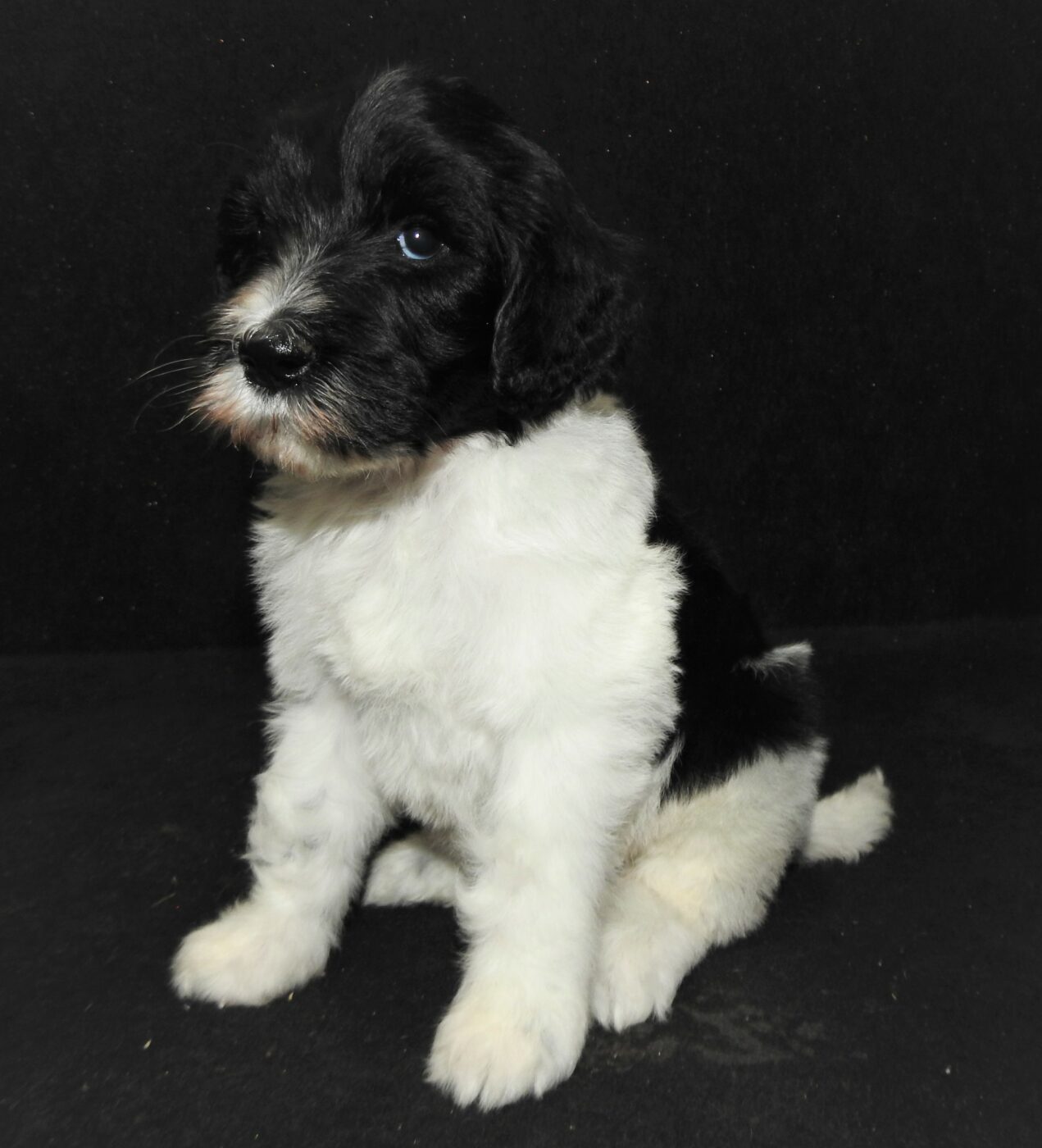 Pierce-2021 - Dog Gone Doodles