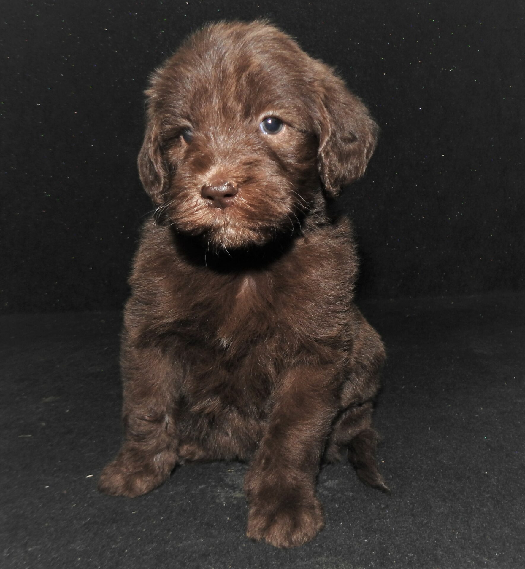 Shelly-2021 - Dog Gone Doodles