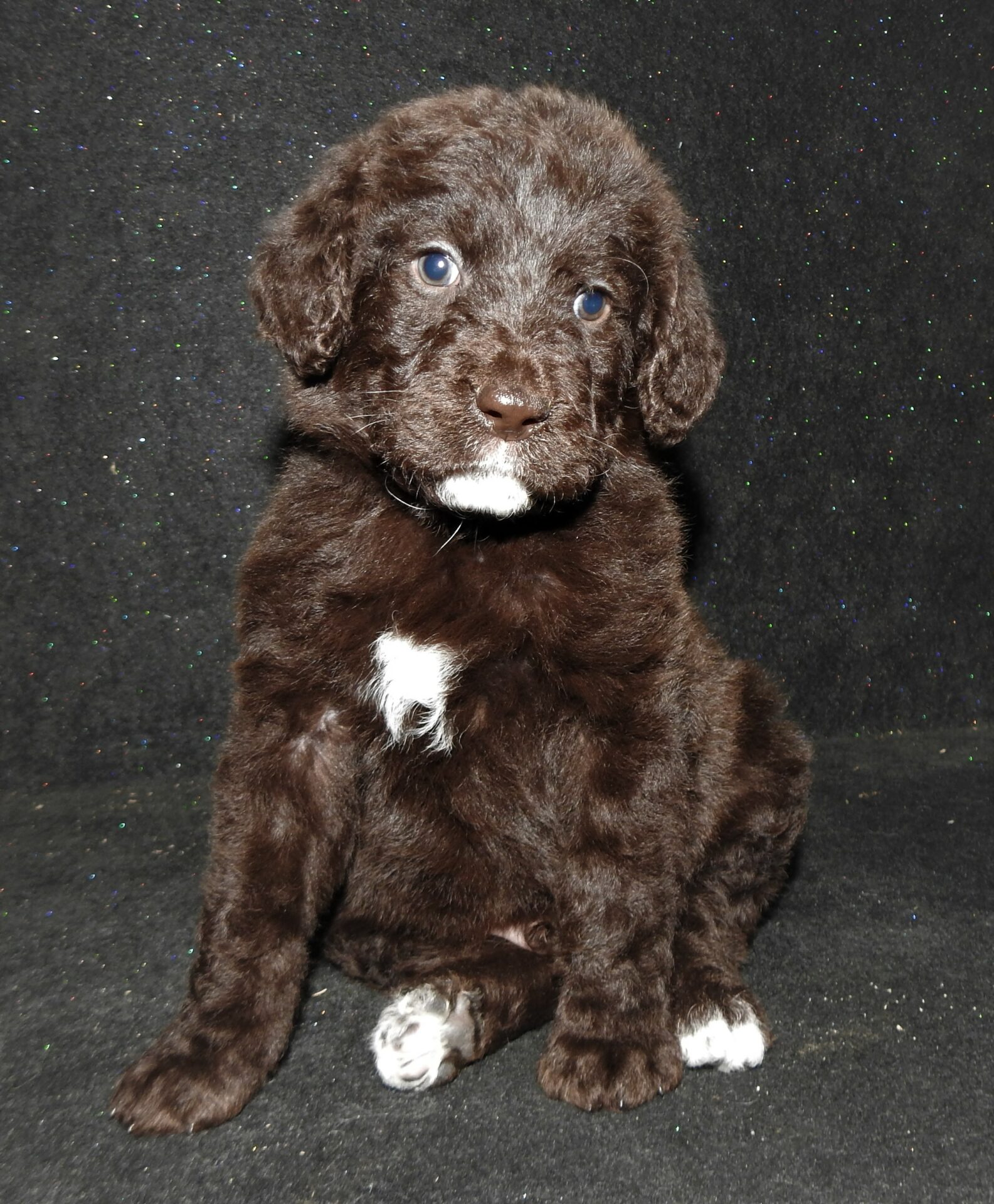 Steel-2021 - Dog Gone Doodles