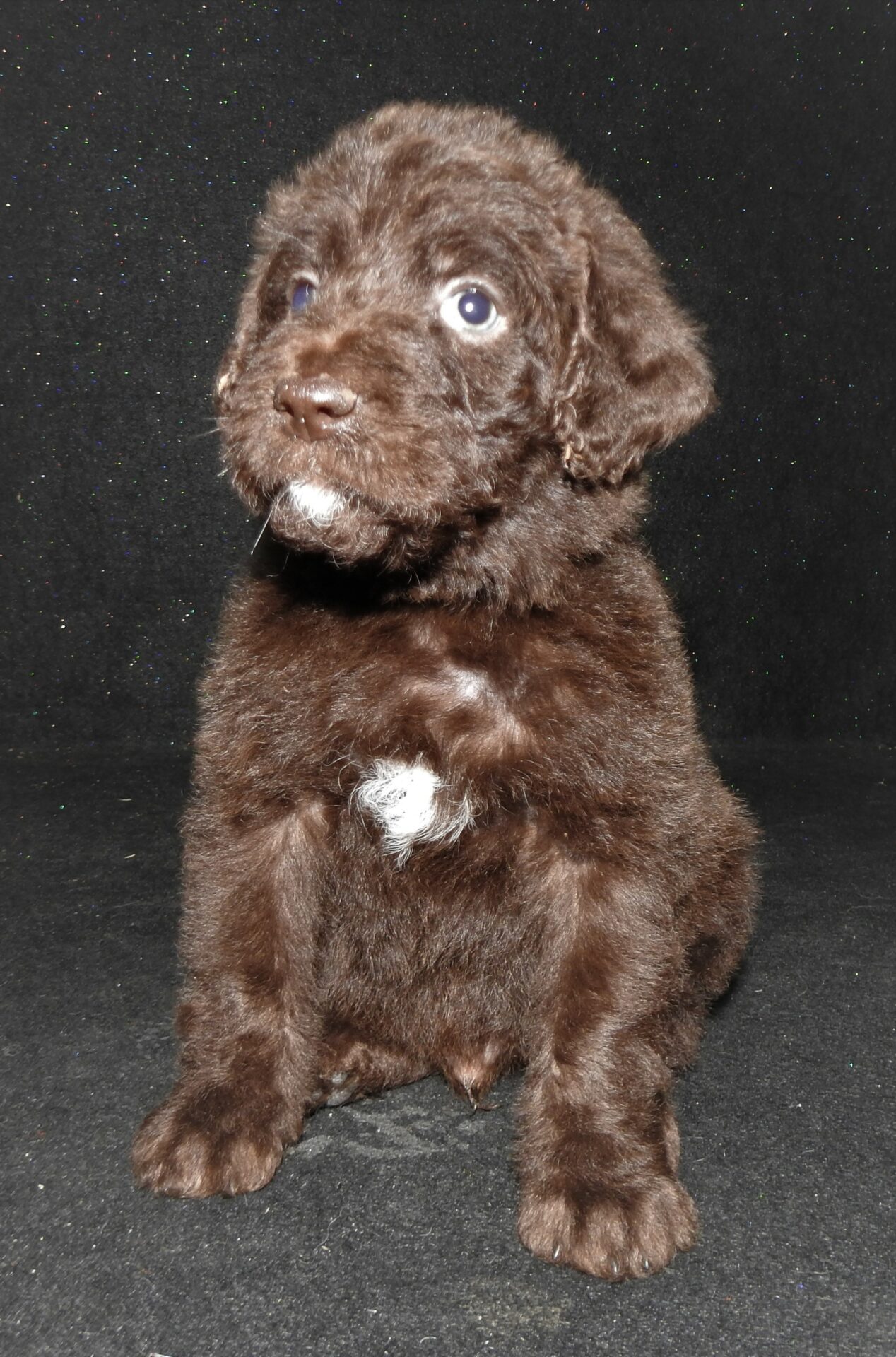 Sniper-2021 - Dog Gone Doodles