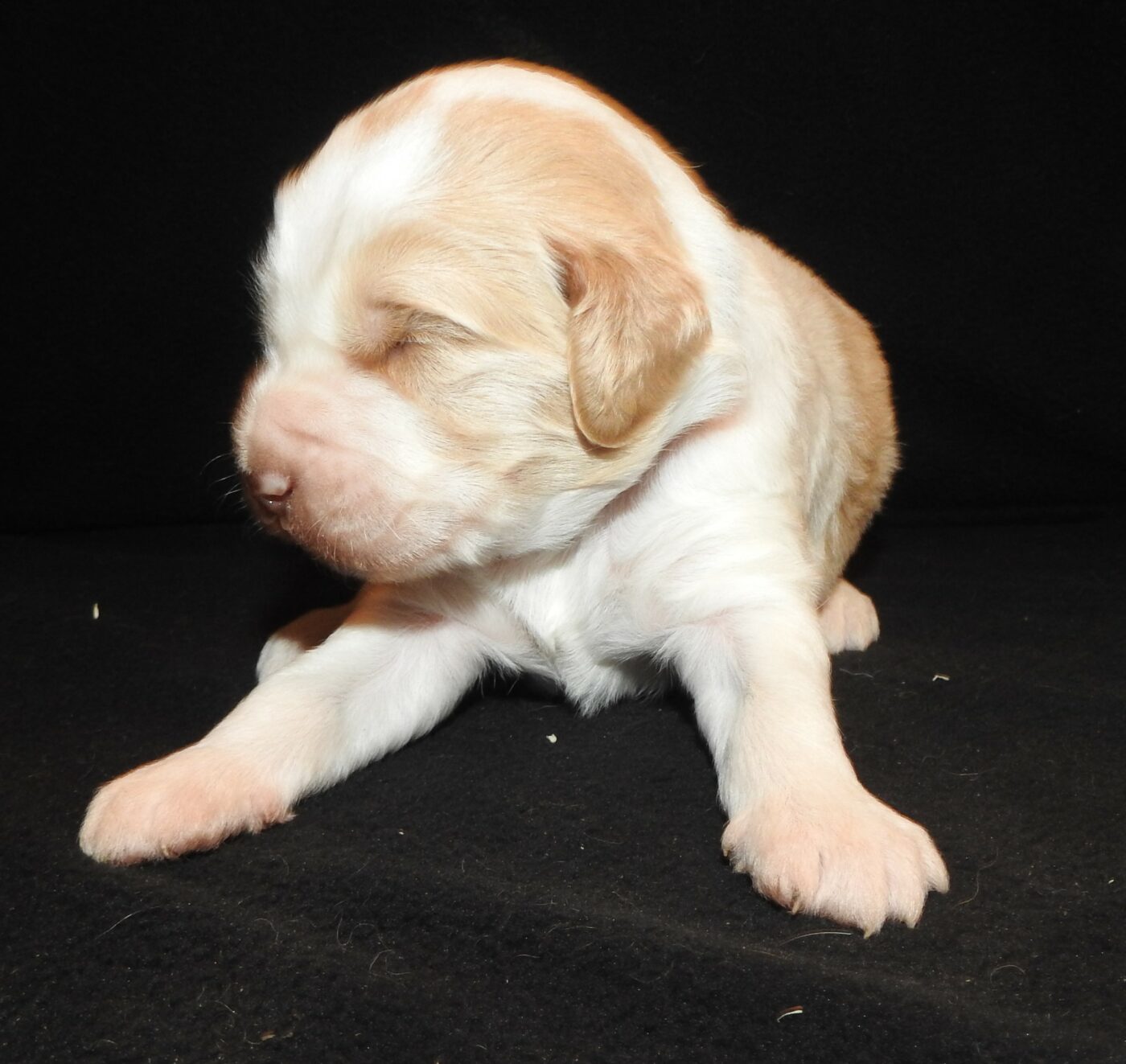 Calvin-2022 - Dog Gone Doodles